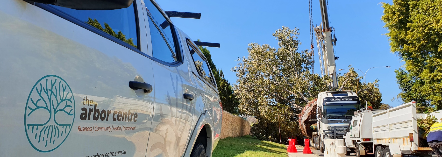 Tree transplants and relocations perth The Arbor Centre