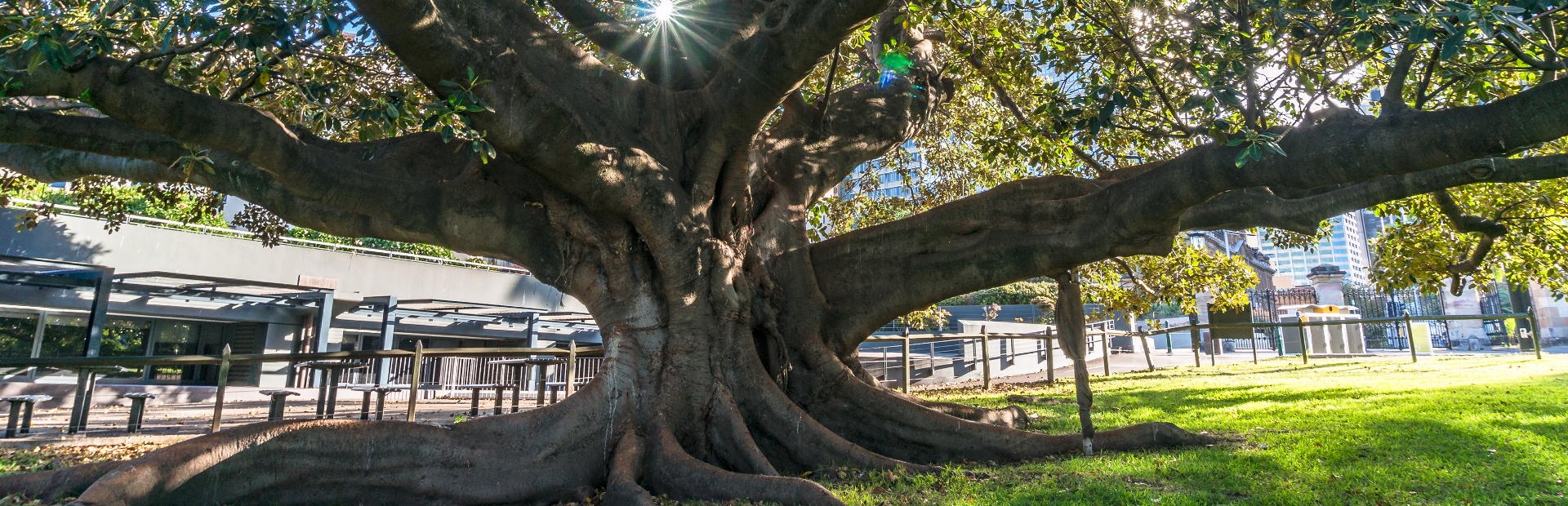Tree retention and preservation services