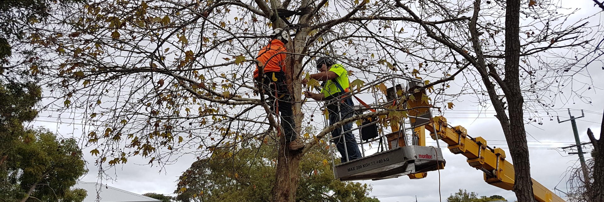 Residential Tree Services Perth The Arbor Centre