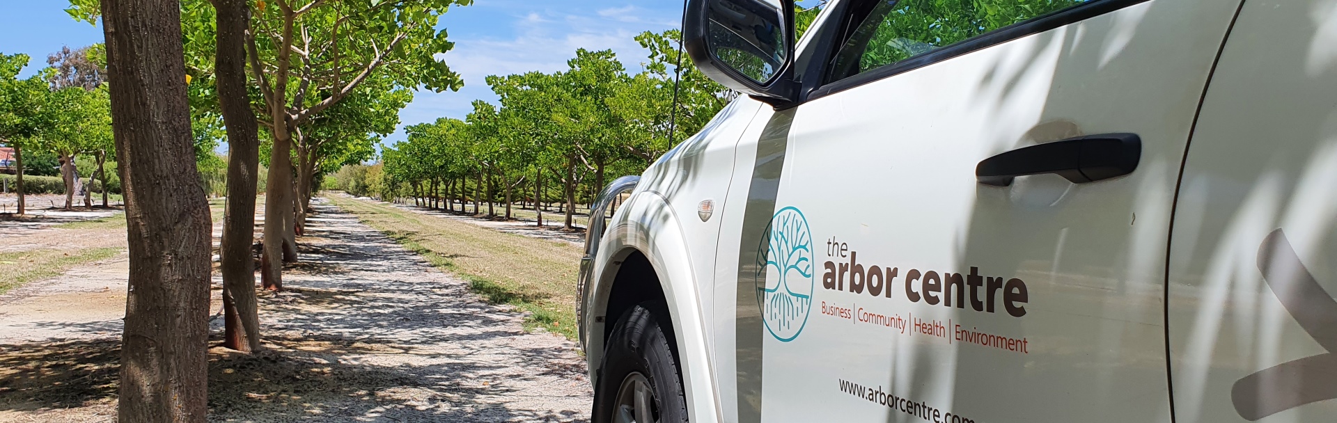 trees for commercial projects from tree farm