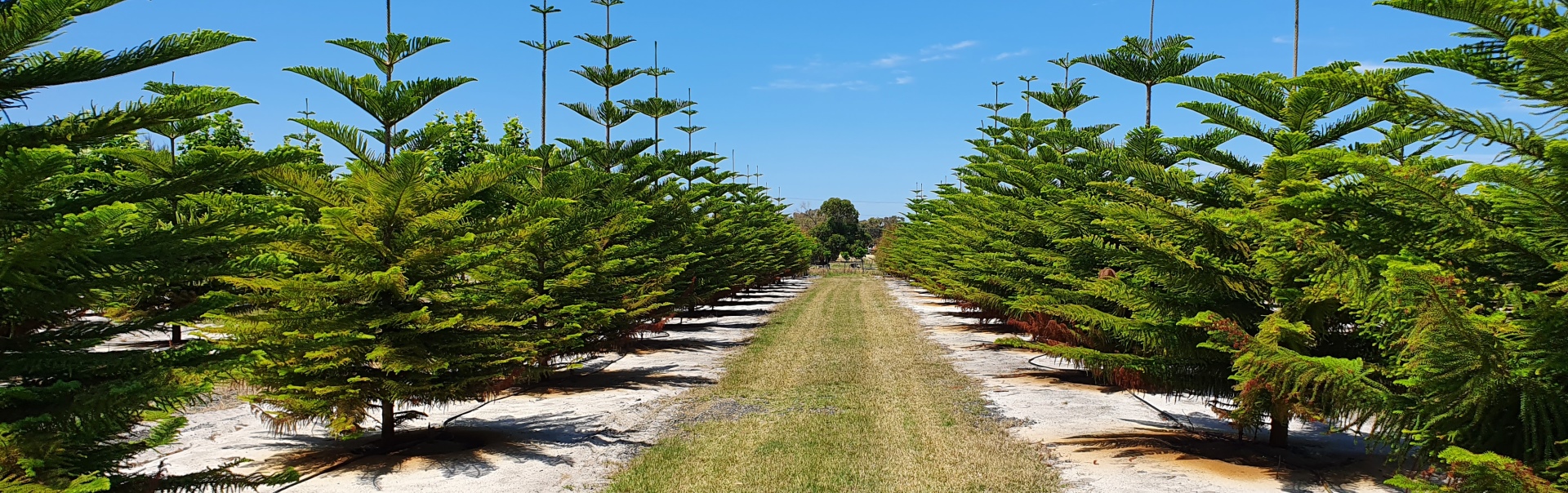Supply & Plant - The Arbor Centre