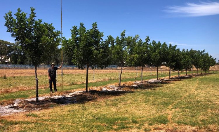 Tree Farm Supply Perth The Arbor Centre