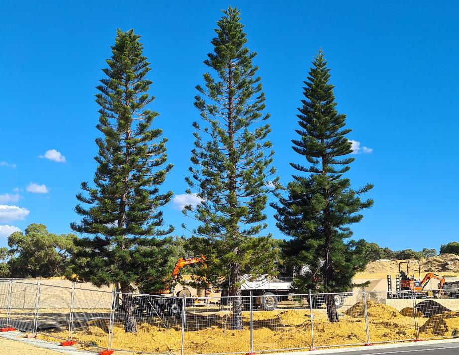 The Arbor Centre tree farm stock services