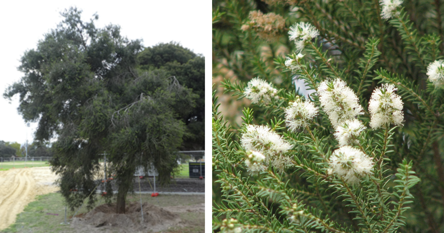 Large Rottnest Island Tea-Trees wantedThe Arbor Centre