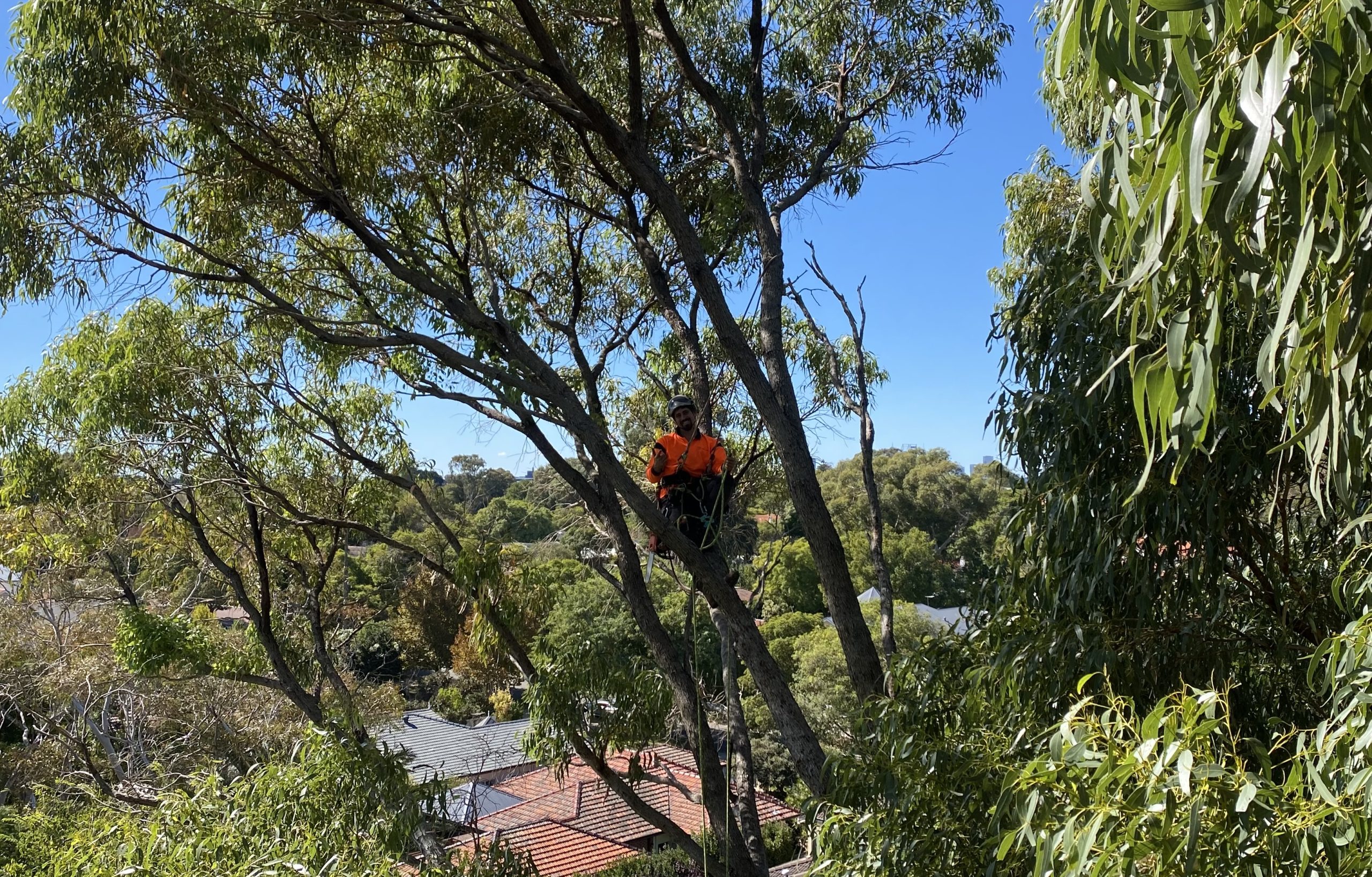 3 Reasons You Might Need To Contact An Arborist